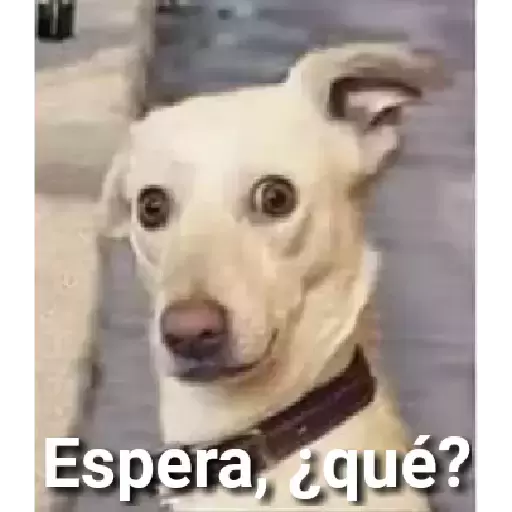 Espera, ¿qué? #176023 Sticker de WhatsApp - DescargarStickers