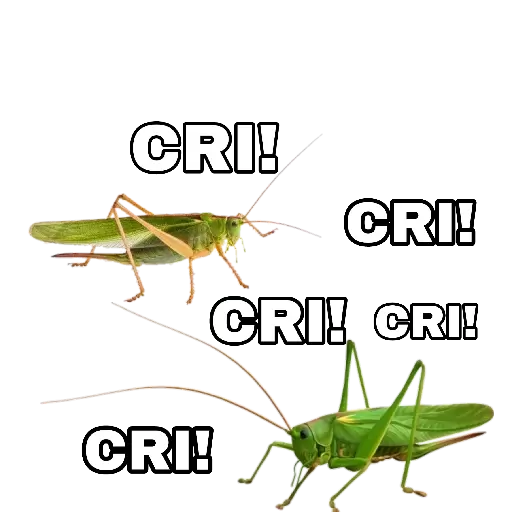 CRI! CRI! CRI! CRI! CRI! Sticker de WhatsApp - DescargarStickers