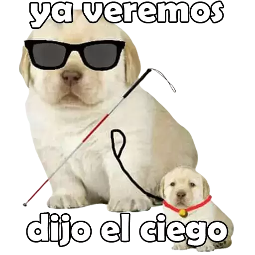 Sticker Ya veremos dijo el ciego #218805 PNG - DescargarStickers
