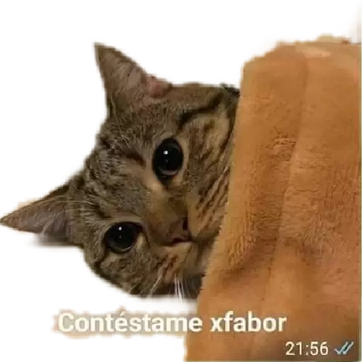 Contéstame x favor Sticker de WhatsApp - DescargarStickers