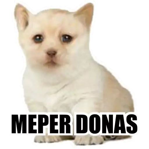 ME PERDONAS #781582 Sticker de WhatsApp - DescargarStickers