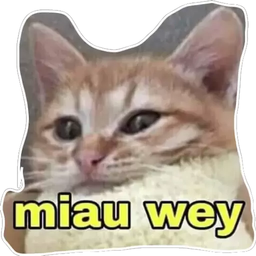 Miau wey Sticker de WhatsApp - DescargarStickers