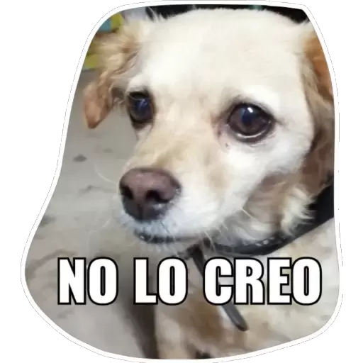 NO LO CREO #565565 Sticker de WhatsApp - DescargarStickers