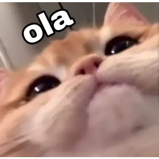 Ola #826874 Sticker de WhatsApp - DescargarStickers