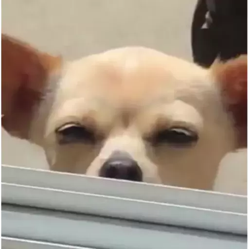 Perro Chihuahua sospechoso Sticker de WhatsApp - DescargarStickers