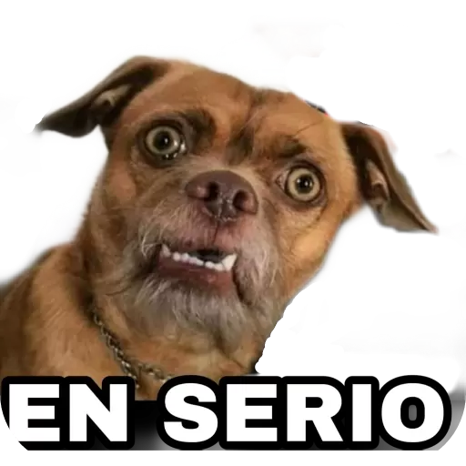 EN SERIO #517850 Sticker de WhatsApp - DescargarStickers