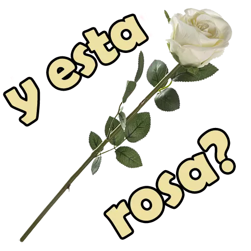 Y esta rosa? Sticker de WhatsApp PNG - DescargarStickers