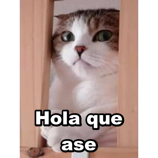 Sticker Hola que ase PNG - DescargarStickers