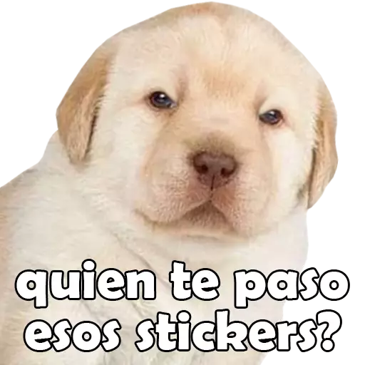Quien te paso esos stickers? Sticker de WhatsApp - DescargarStickers
