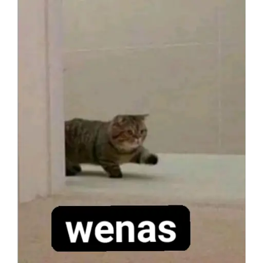 wenas #5819673 Sticker de WhatsApp - DescargarStickers