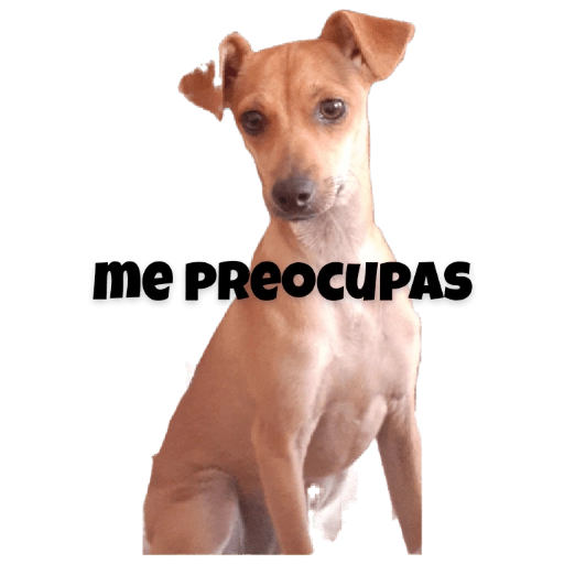 Me preocupas #1374292 Sticker de WhatsApp - DescargarStickers