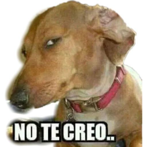 Sticker No te creo #9229280 PNG - DescargarStickers