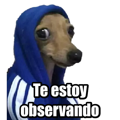 Te estoy observando #9429874 Sticker de WhatsApp - DescargarStickers