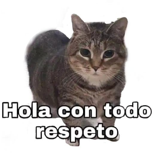 Hola con todo respeto Sticker de WhatsApp - DescargarStickers