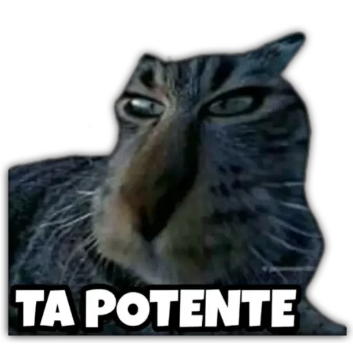 Sticker TA POTENTE #242730 PNG - DescargarStickers