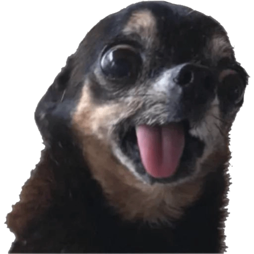 Sonrisa de perro Sticker de WhatsApp - DescargarStickers