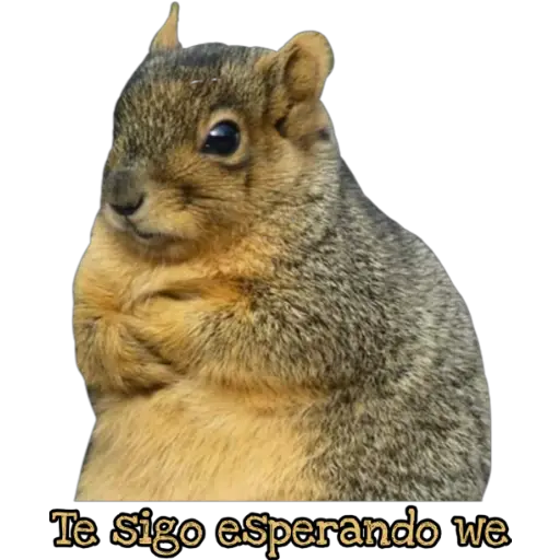 Sticker Te sigo esperando we PNG - DescargarStickers