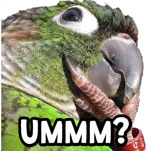 UMMM? Sticker de WhatsApp - DescargarStickers