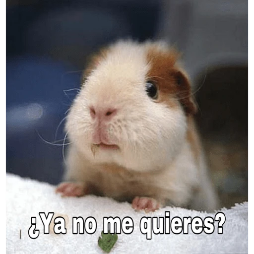 Sticker ¿Ya no me quieres? PNG - DescargarStickers