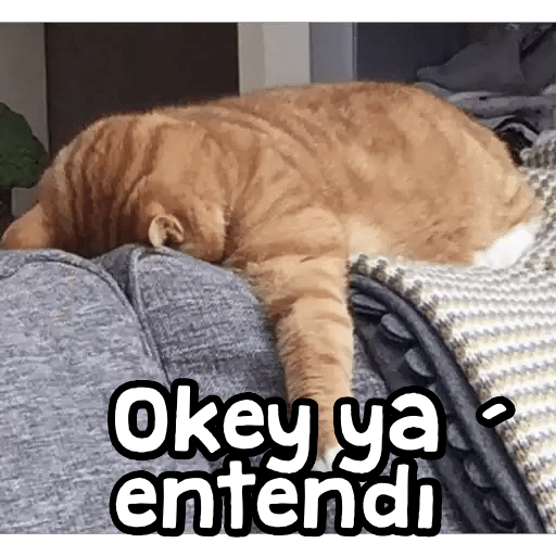 Okey ya entendí Sticker de WhatsApp - DescargarStickers